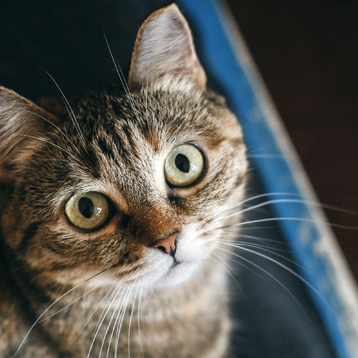 NATIONAL PREVENT A LITTER MONTH -November 2022 - National Today