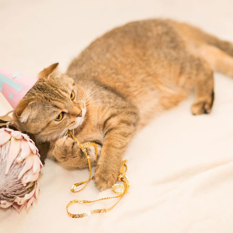 NATIONAL ERICA DAY - January 2, 2026 - National Today