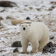 INTERNATIONAL POLAR BEAR DAY - February 27, 2026 - National Today