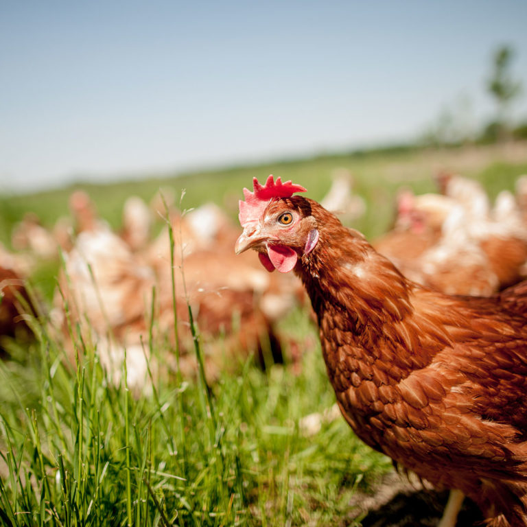 NATIONAL CURRIED CHICKEN DAY - January 12, 2027 - National Today