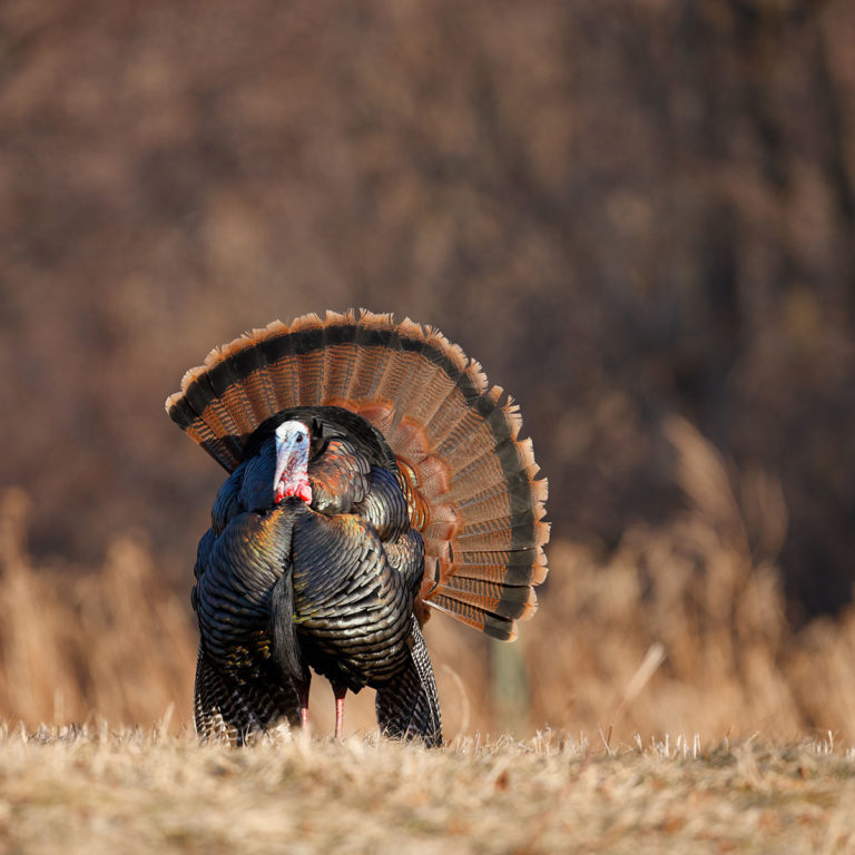 NATIONAL TURKEY LOVERS DAY - June 21, 2026 - National Today