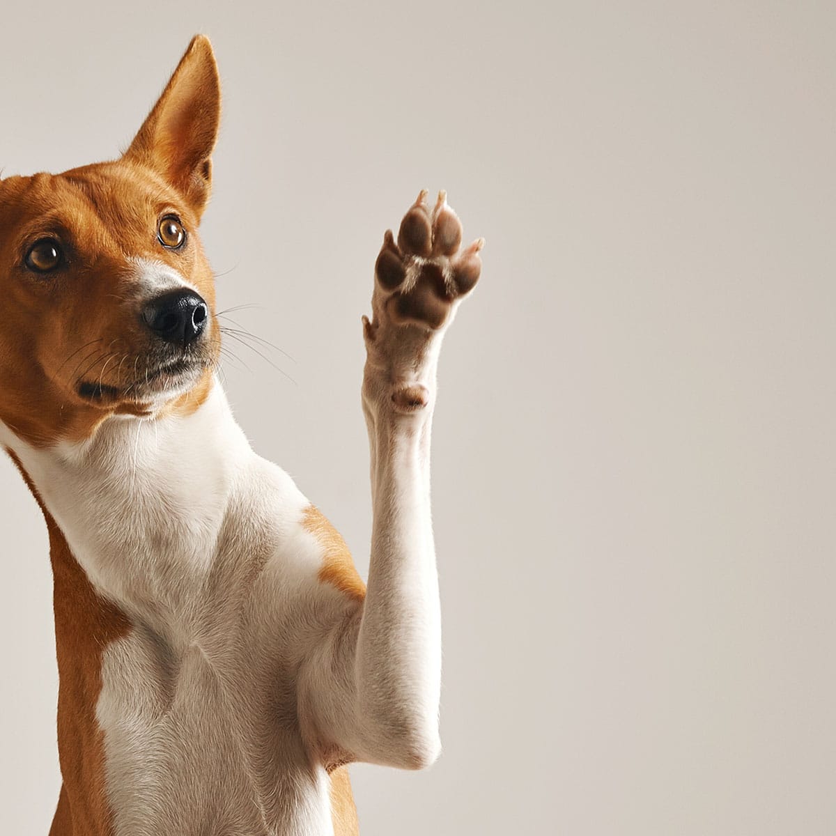 NATIONAL IF PETS HAD THUMBS DAY March 3 2024 National Today
