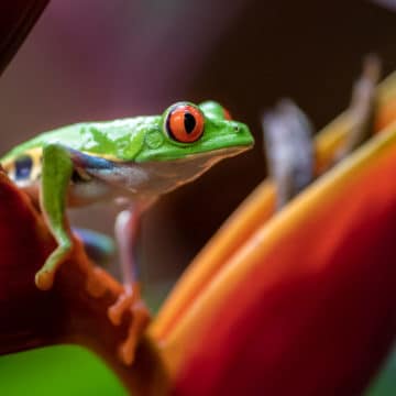 NATIONAL DIFFERENT COLORED EYES DAY - July 12, 2026 - National Today