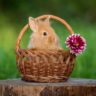 NATIONAL BUNNY DAY - September 27, 2025 - National Today