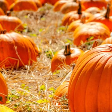October 26 Holidays & Observances | National Today