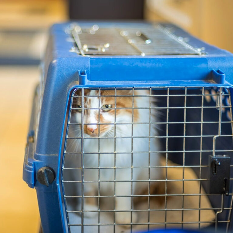 WORLD SPAY DAY - February 25, 2025 - National Today