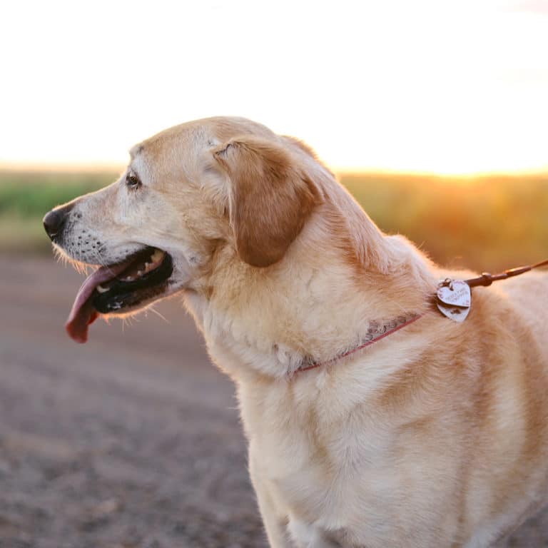 NATIONAL DOGS IN POLITICS DAY - September 23, 2026 - National Today