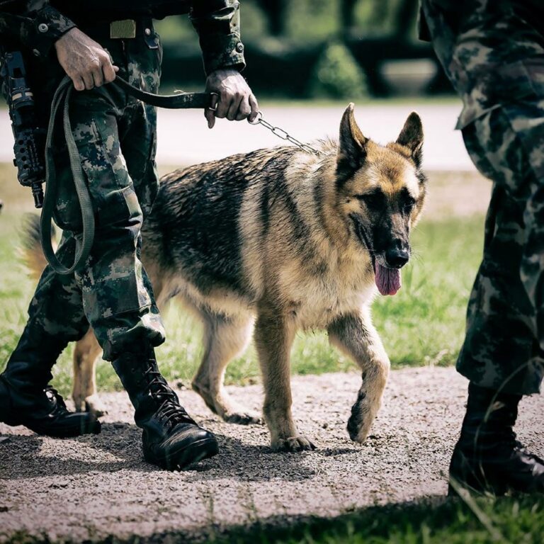 NATIONAL K9 VETERANS DAY - March 13, 2026 - National Today