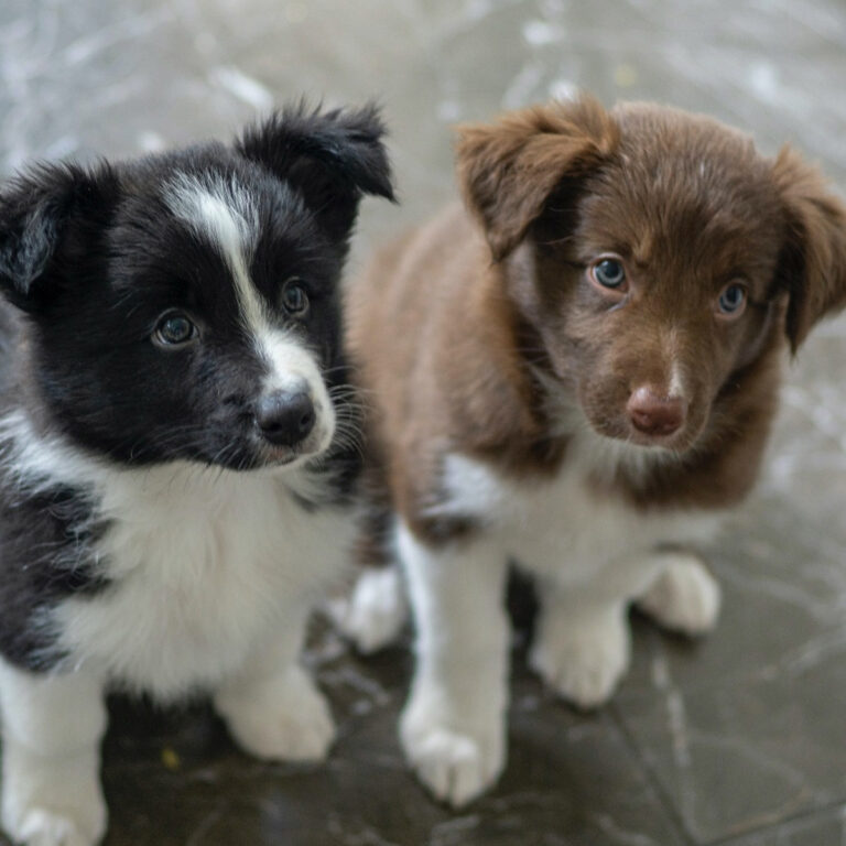 CUDDLY KITTEN DAY - March 23, 2026 - National Today