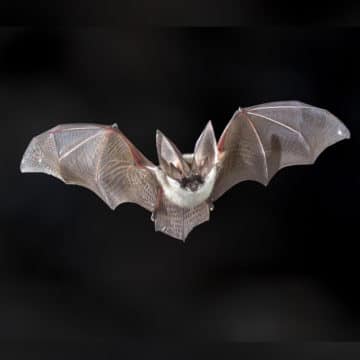 INTERNATIONAL BAT NIGHT - August 30-31, 2025 - National Today
