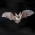 INTERNATIONAL BAT APPRECIATION DAY - April 17, 2024 - National Today