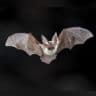 INTERNATIONAL BAT APPRECIATION DAY - April 17, 2024 - National Today