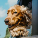 NATIONAL GOLDEN RETRIEVER DAY - February 3, 2026 - National Today