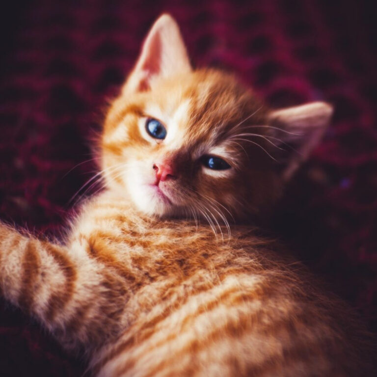 August 8 | Holidays, Birthdays, Events