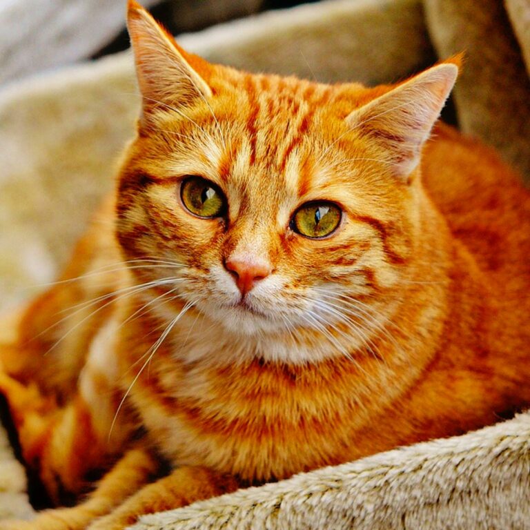 CONFLICT RESOLUTION DAY - October 16, 2025 - National Today