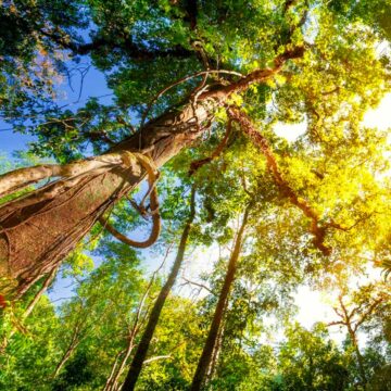 YULE - December 21, 2025 - National Today