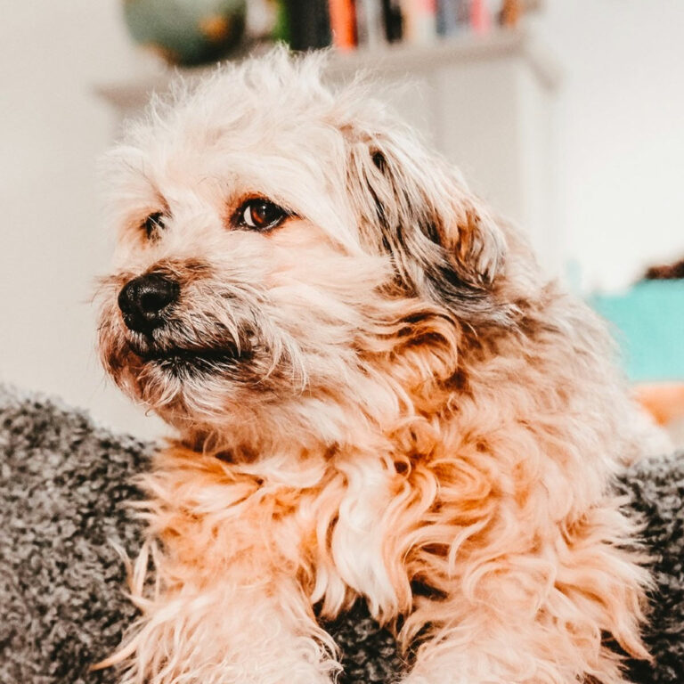 International Guide Dog Day