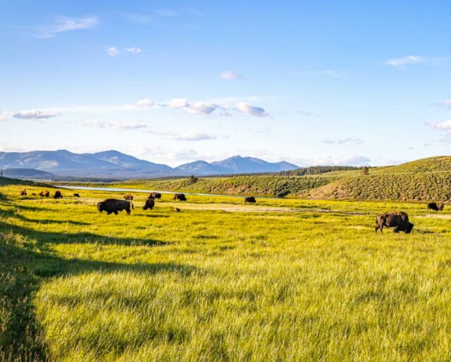 NATIONAL PRAIRIE DAY - June 3, 2023 - National Today