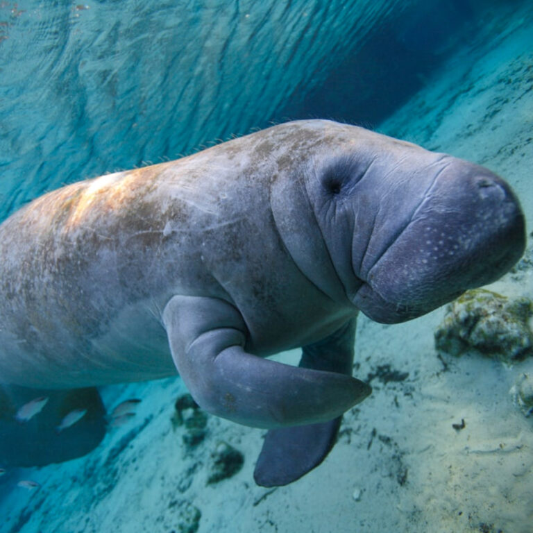 MANATEE AWARENESS MONTH