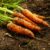 INTERNATIONAL CARROT DAY - April 4, 2025 - National Today