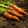 INTERNATIONAL CARROT DAY - April 4, 2025 - National Today