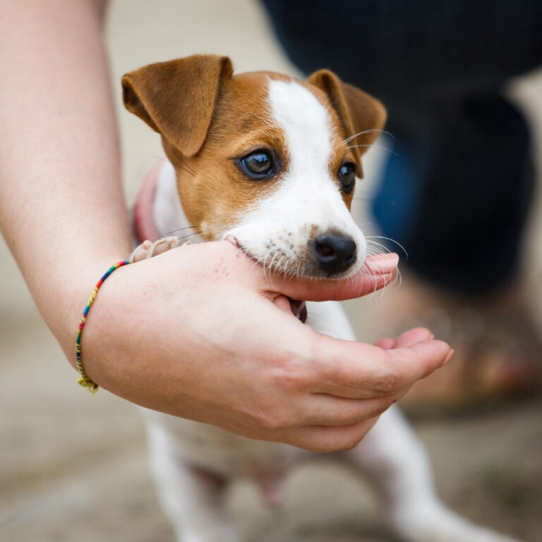 PAN AMERICAN WEEK - April 12-18, 2026 - National Today