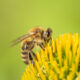 NATIONAL POLLINATOR WEEK - June 19-25, 2023 - National Today