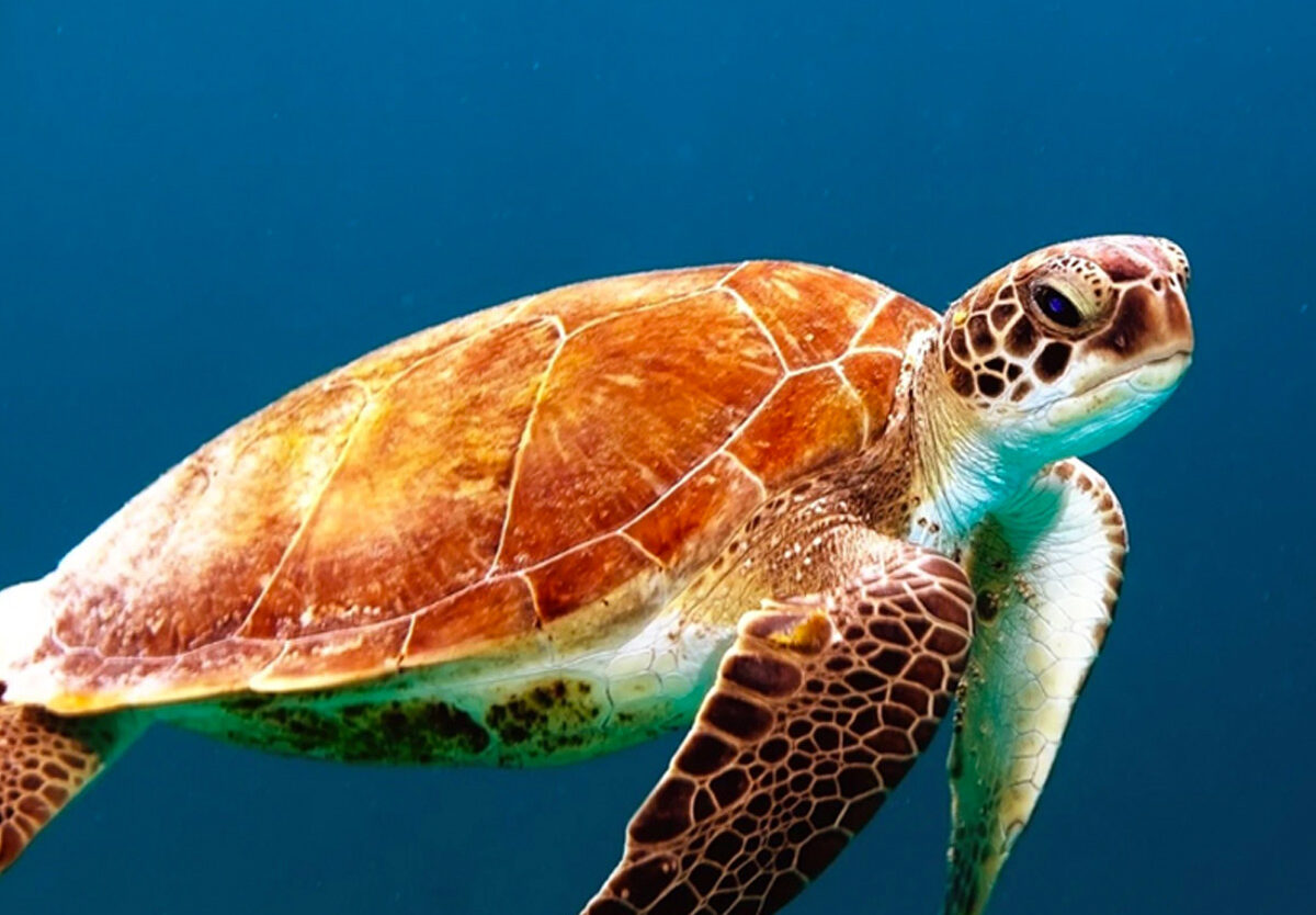 WORLD TURTLE DAY May 23 2026 National Today