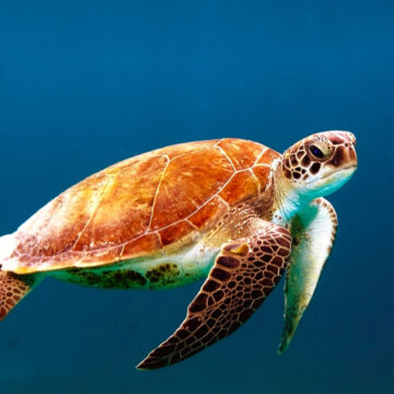 TURTLE ADOPTION DAY - November 27, 2026 - National Today