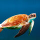 TURTLE ADOPTION DAY - November 27, 2023 - National Today