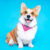 INTERNATIONAL CORGI DAY - June 4, 2026 - National Today