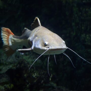 National Catfish Month - National Today