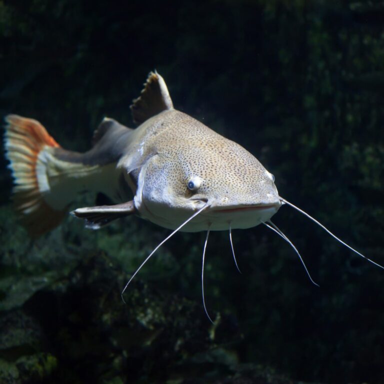 National Catfish Month - National Today