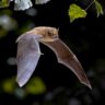 INTERNATIONAL BAT NIGHT - August 29-30, 2026 - National Today