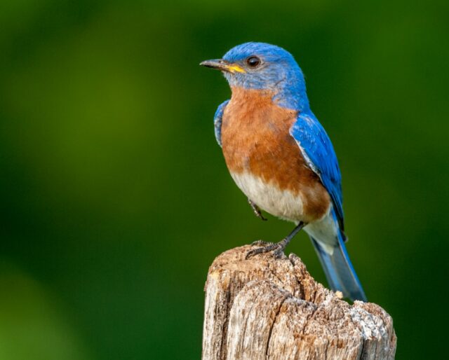 BLUEBIRD OF HAPPINESS DAY - September 24, 2023 - National Today