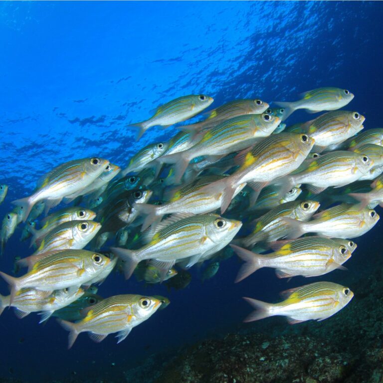 HAGFISH DAY - October 15, 2025 - National Today