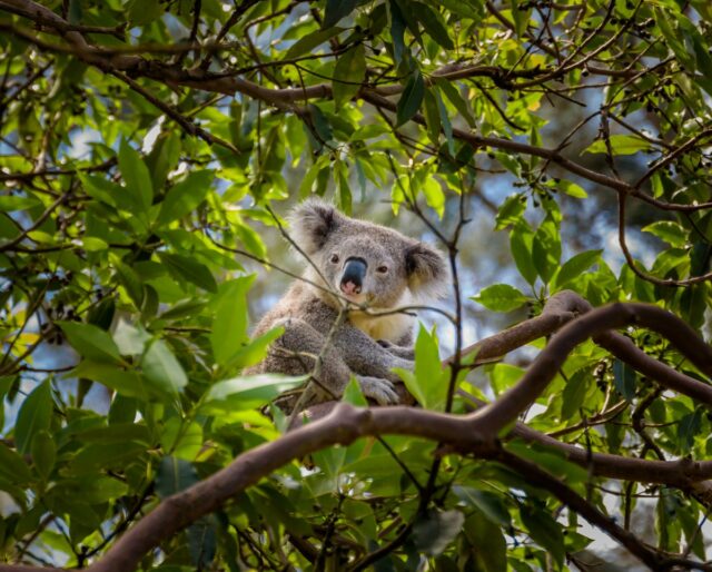 SAVE THE KOALA DAY - September 30, 2022 - National Today