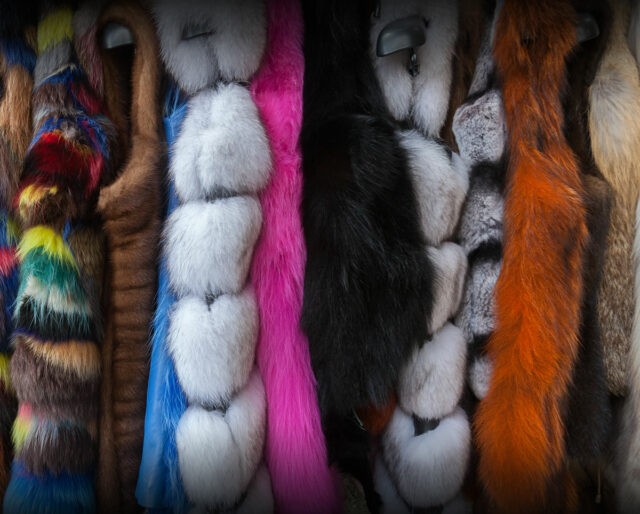 FUR-FREE FRIDAY - November 25, 2022 - National Today