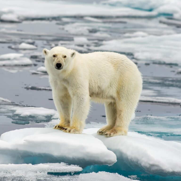 CLICHE DAY - November 3, 2024 - National Today