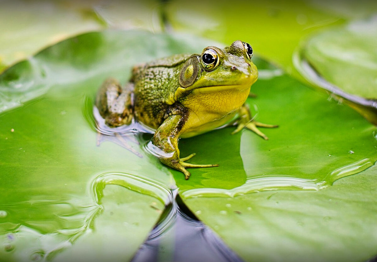 WORLD FROG DAY March 20 2026 National Today