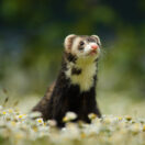 NATIONAL FERRET DAY - April 2, 2024 - National Today