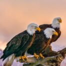 BIG GARDEN BIRDWATCH - January 29, 2027 - National Today
