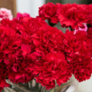 NATIONAL CARNATION DAY - January 29, 2026 - National Today