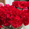 NATIONAL CARNATION DAY - January 29, 2026 - National Today