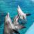 NATIONAL DOLPHIN DAY - April 14, 2026 - National Today