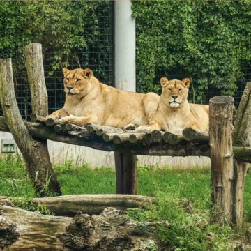 NATIONAL ZOO LOVERS DAY - April 8, 2026 - National Today
