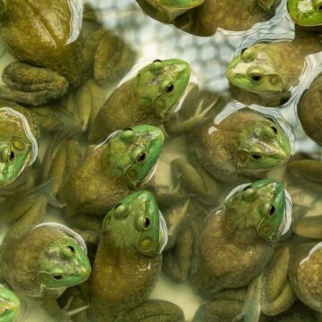 Reptile Awareness Day — What It Is and Related Holidays