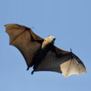BAT APPRECIATION WEEK - October 24-31, 2025 - National Today
