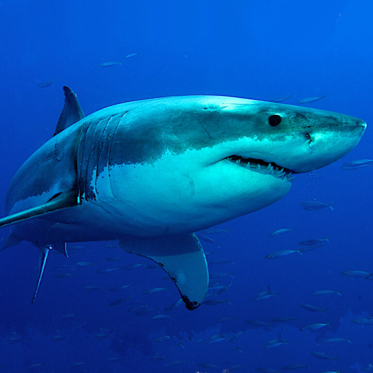 NATIONAL FLORIDA DAY - January 25, 2026 - National Today