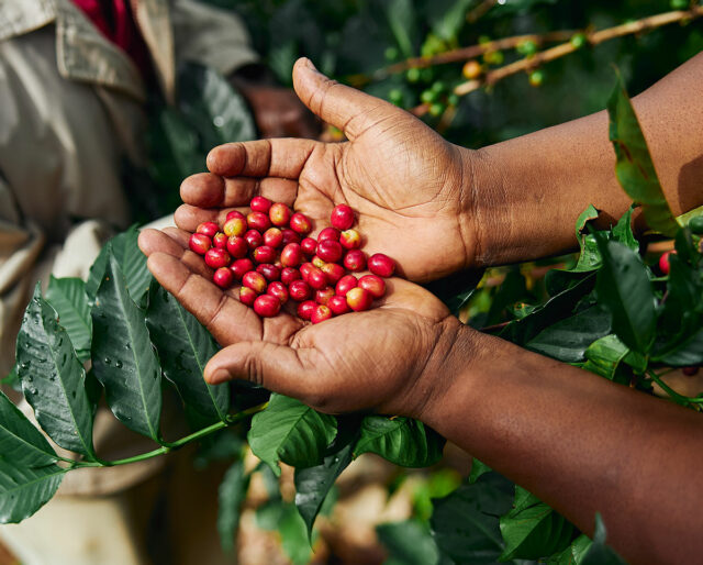 SEED GATHERING SEASON -September 2023 - National Today
